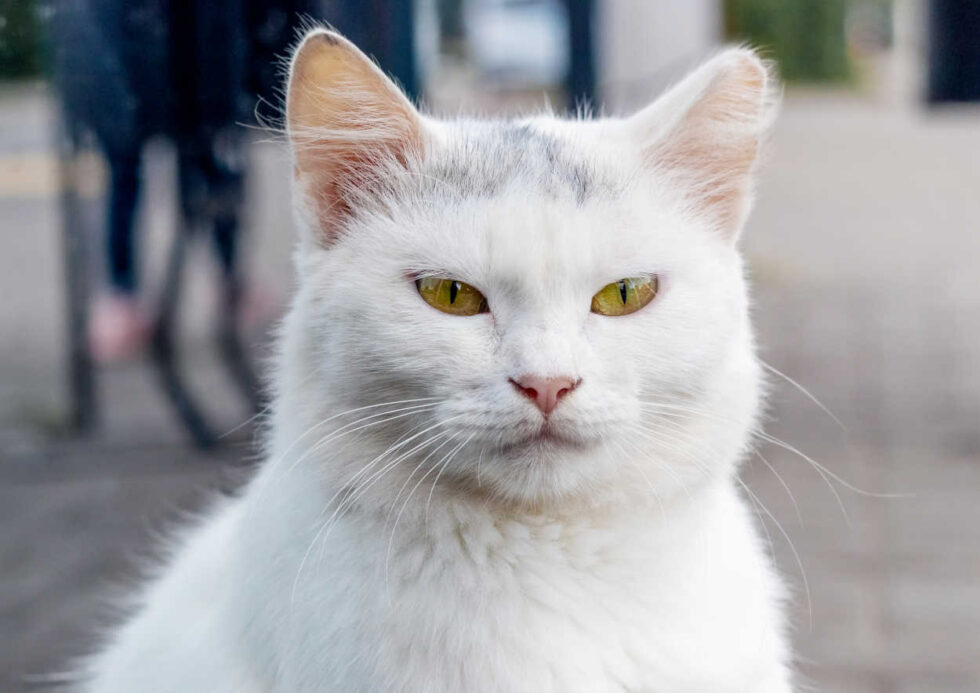 Moustache de chat : rôle, utilité et conseils | Un Dialogue de Chats