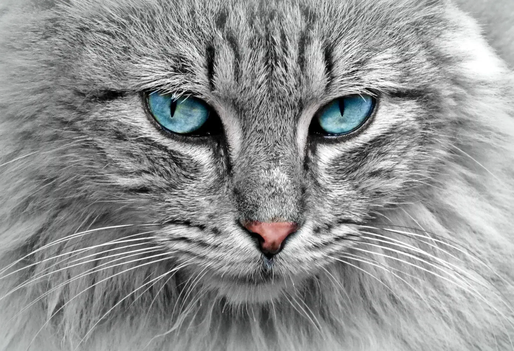 Moustache de chat : rôle, utilité et conseils | Un Dialogue de Chats